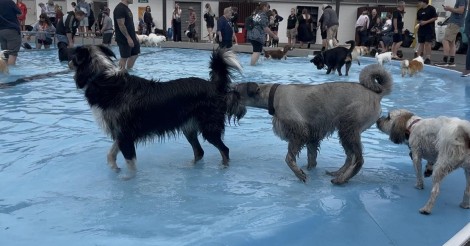 Dogs Dive in at the Sixth Annual Pooch Pool Party » METRONEWS