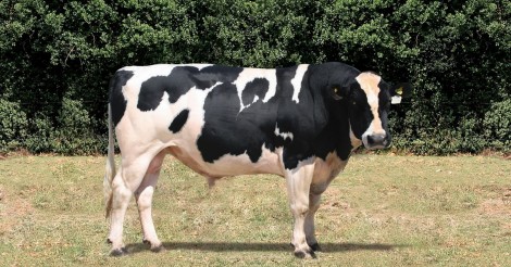 Genetic breakthrough in bulls » METRONEWS